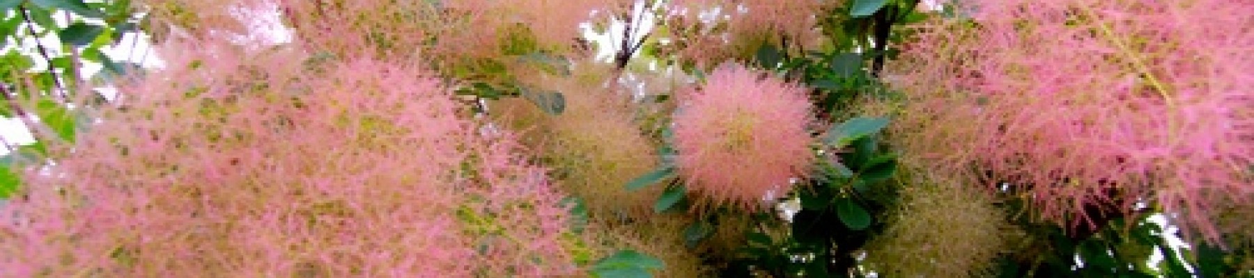 Смрадлика: описание, полезни свойства, рецепти и противопоказания