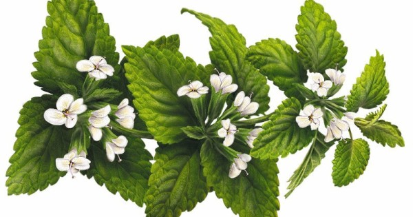 Маточина – полезна билка при различни болести