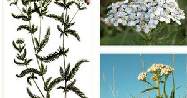 Бял равнец – най-тачената билка