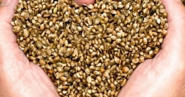 Конопеното семе